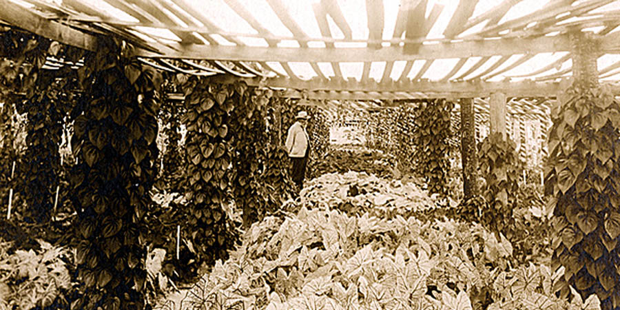 Florida Frontiers “Reviving the German Community of Gotha, Florida ...